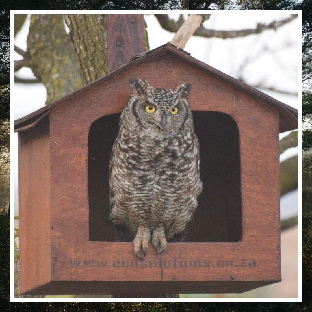 Spotted Eagle Owl Box - EcoSolutions | Shop online now - South Africa